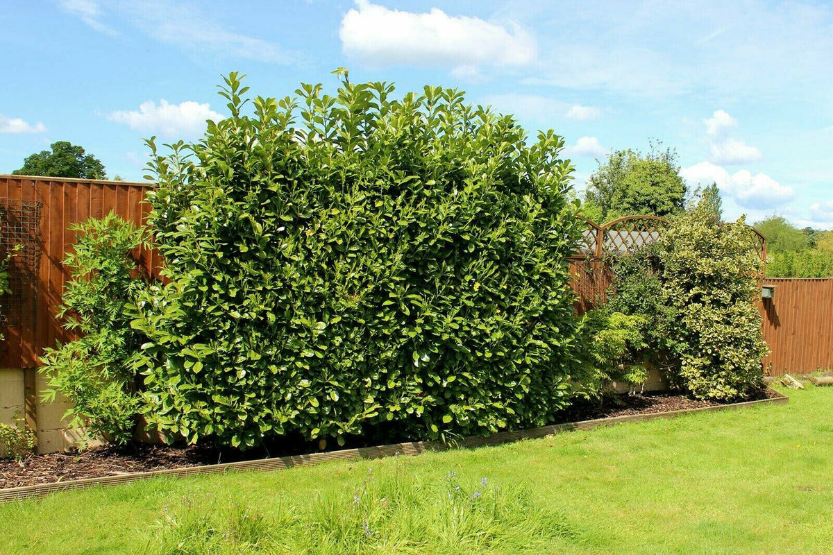 Laurel Hedging 20 Cherry Laurel Fast Growing Evergreen Hedging Plants 45-60cm Tall, Potted ...